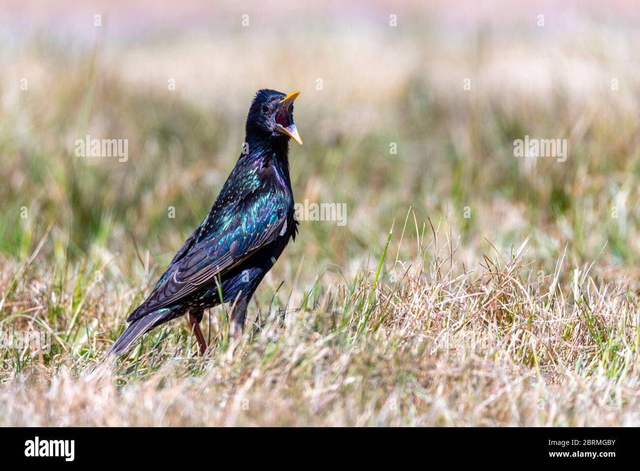 Common starling, Sturnus vulgaris, also known as the European starling ...