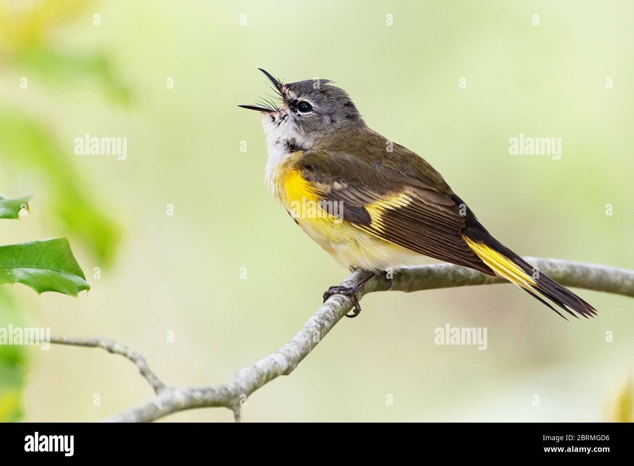 First year American redstart singing during spring migration Stock ...