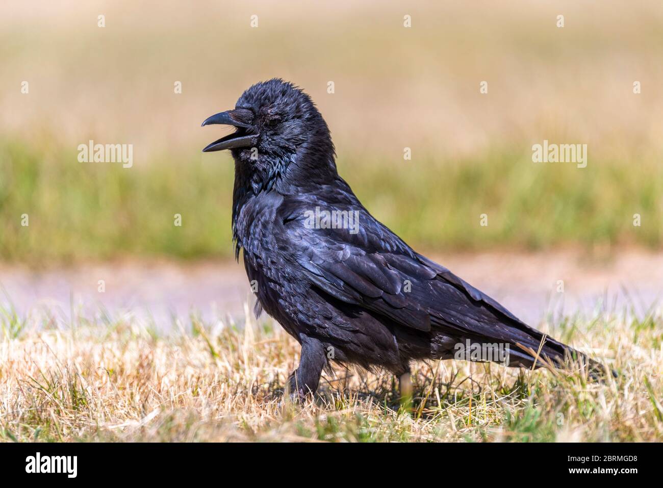 Carrion crow, Corvus corone, walking on the ground in a park in Cranford, London, UK. A ...