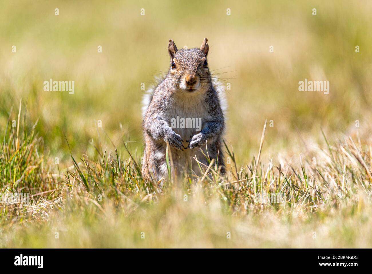 Eastern grey squirrel in a park in Cranford, London, UK. Sciurus ...