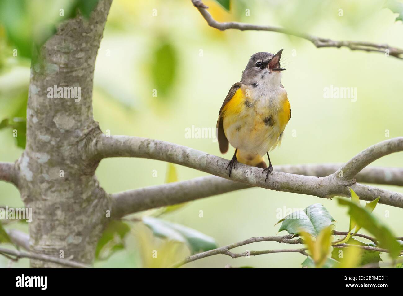 First year American redstart singing during spring migration Stock ...