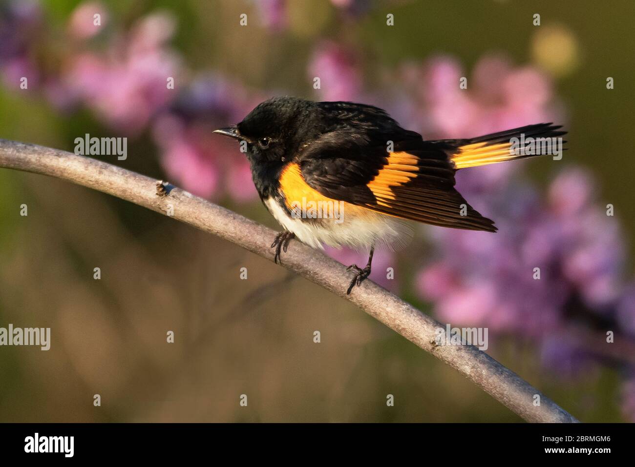 American redstart during spring migration Stock Photo - Alamy