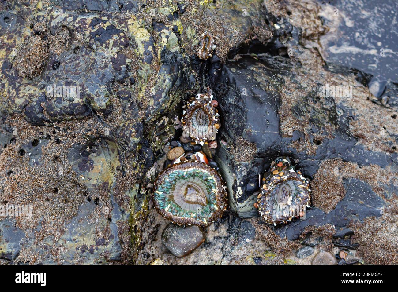 three sea anemones on intertidal rocks with mollusks and seaweed at low tide Stock Photo - Alamy
