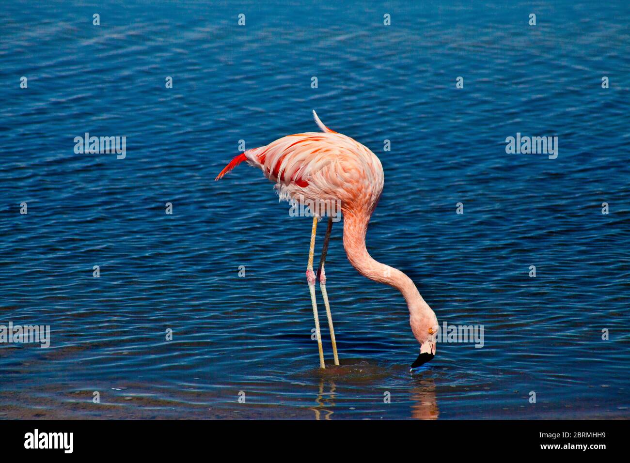 Flamingo on salt lake Atacama desert, Chile Stock Photo - Alamy