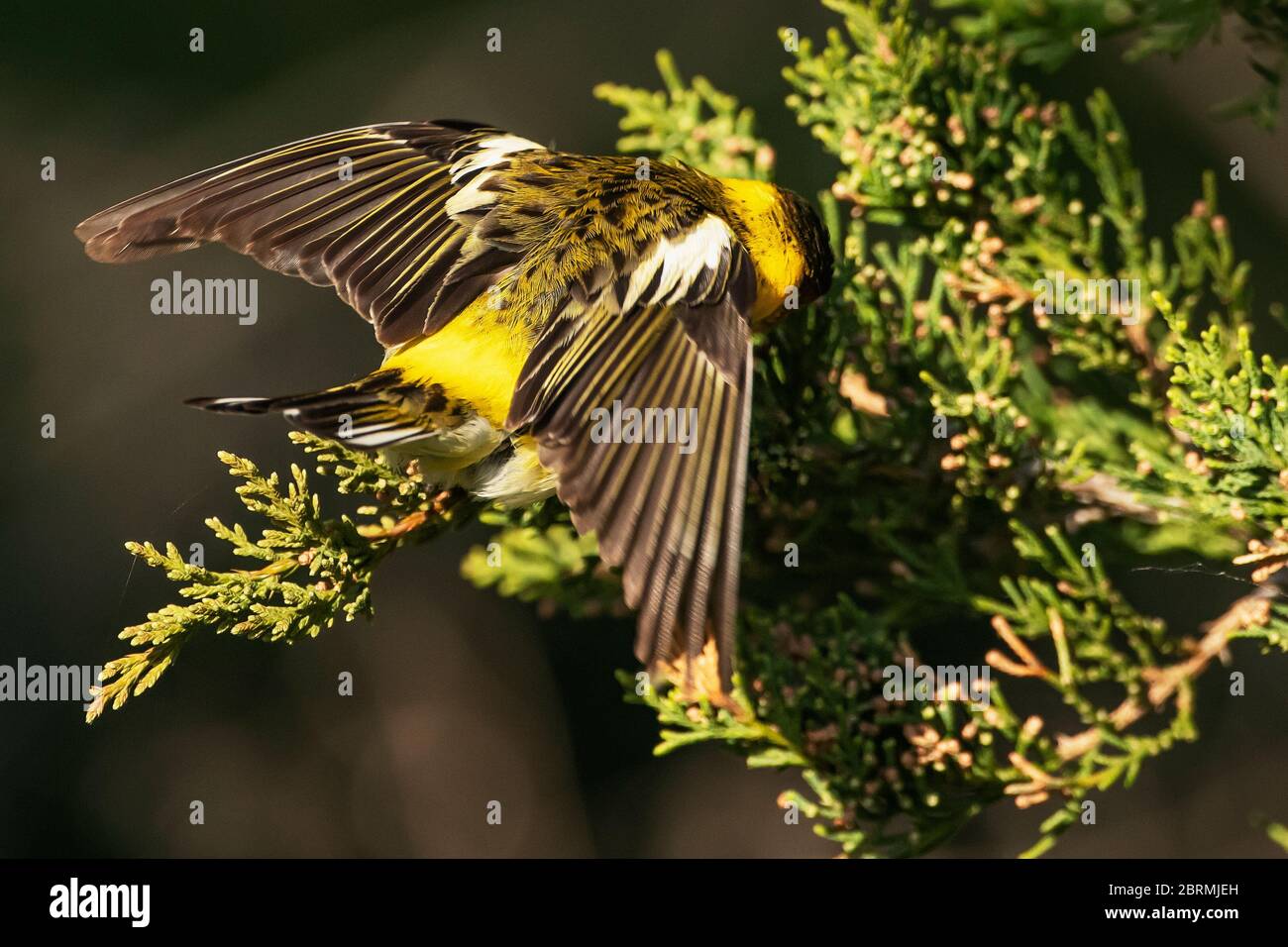 Cape May warbler during spring migration Stock Photo - Alamy