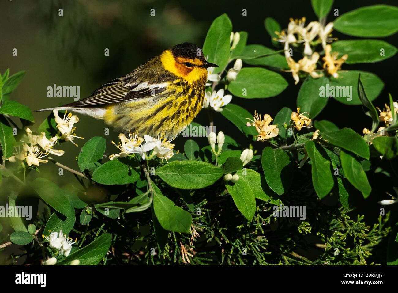 Cape May warbler during spring migration Stock Photo - Alamy