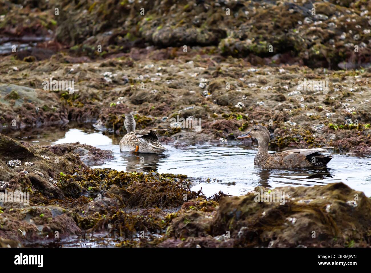 Tide pools california barnacles hi-res stock photography and images - Alamy