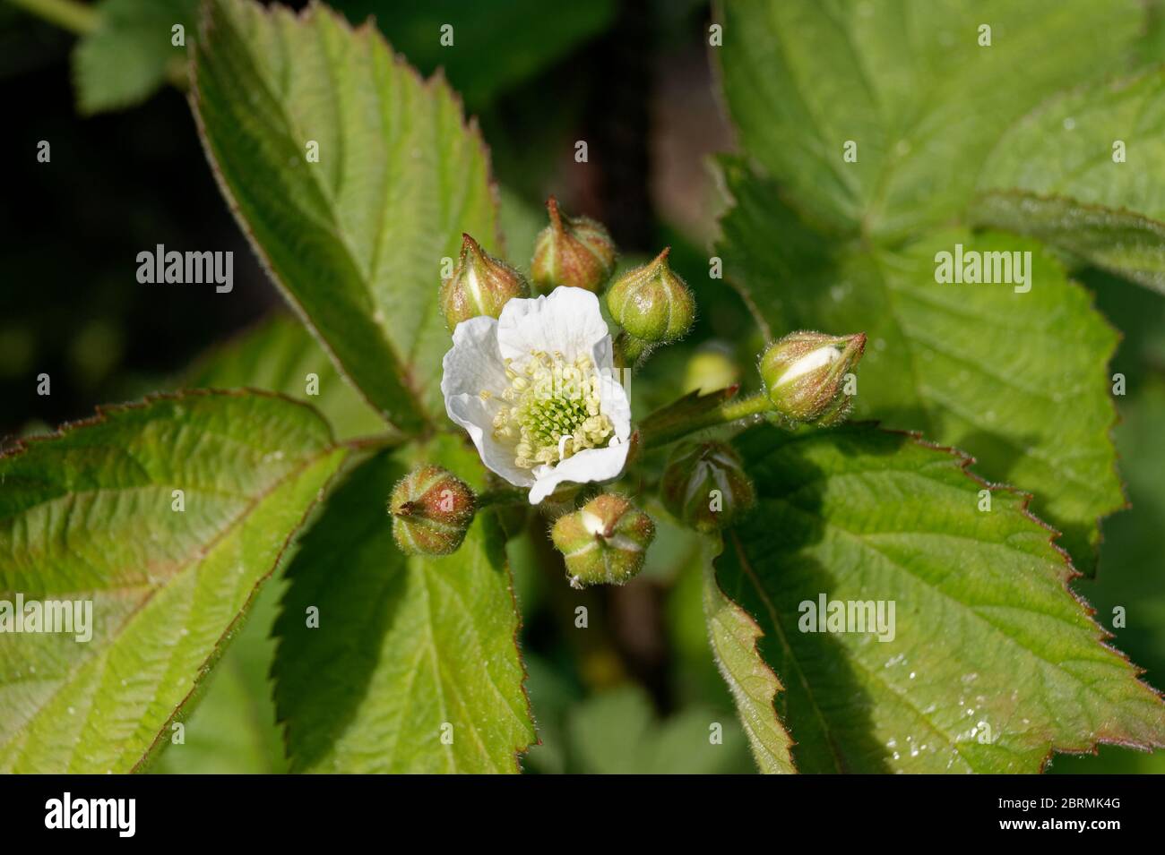 Red raspberrie hi-res stock photography and images - Alamy