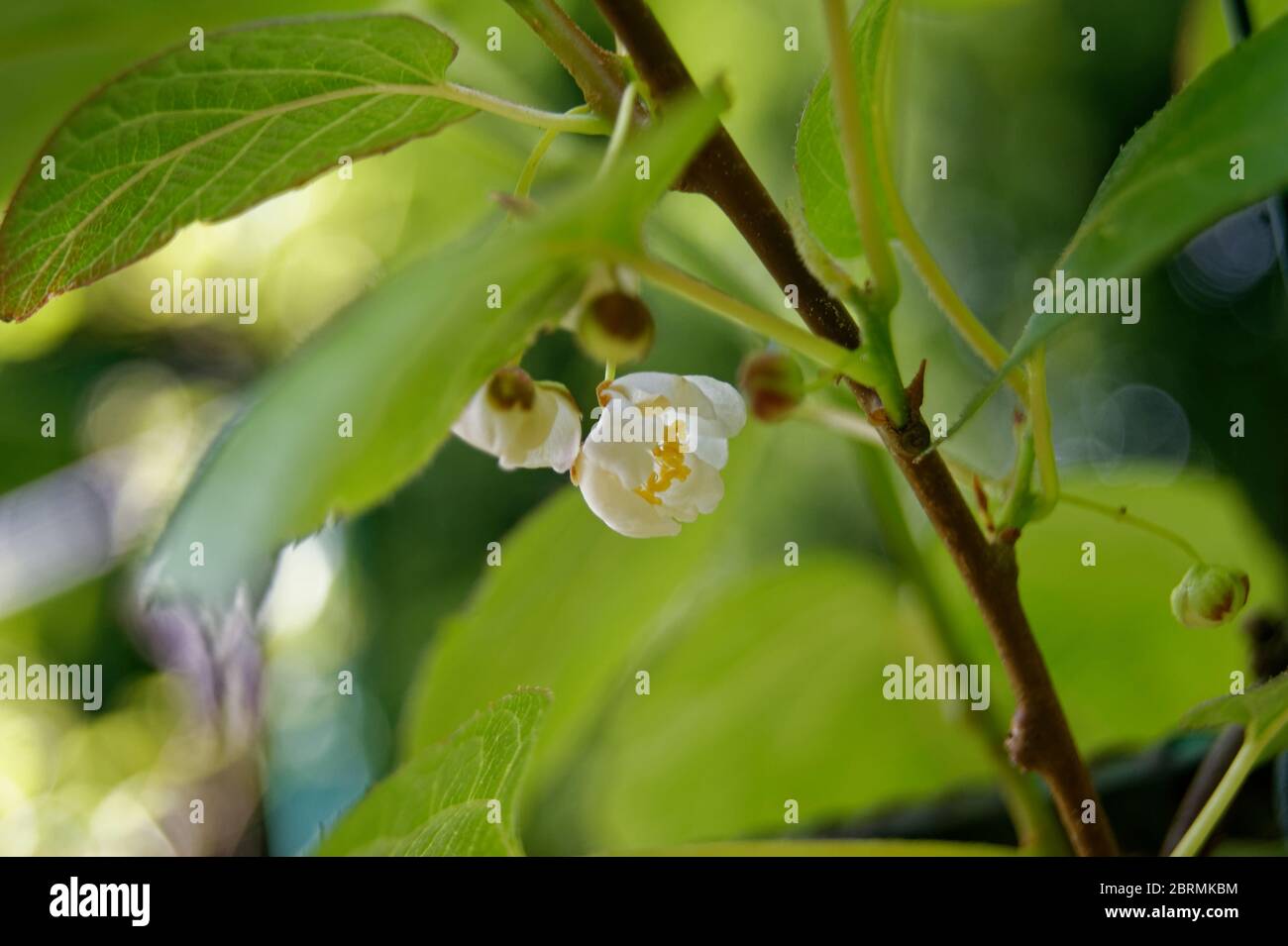 Actinidia arguta the hardy kiwi flower Stock Photo - Alamy
