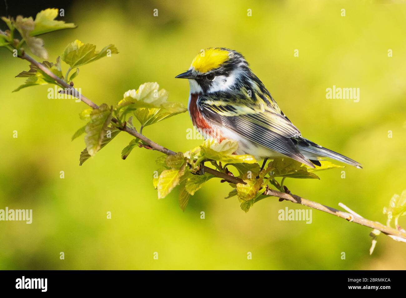 Chestnut-sided warbler during spring migration Stock Photo - Alamy