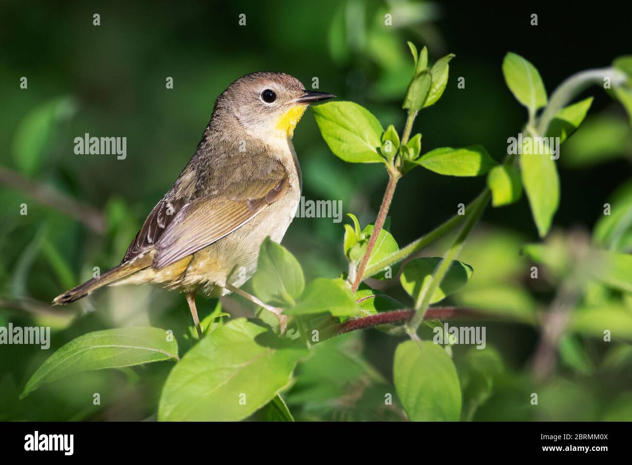 Female common yellowthroat during spring migration Stock Photo - Alamy