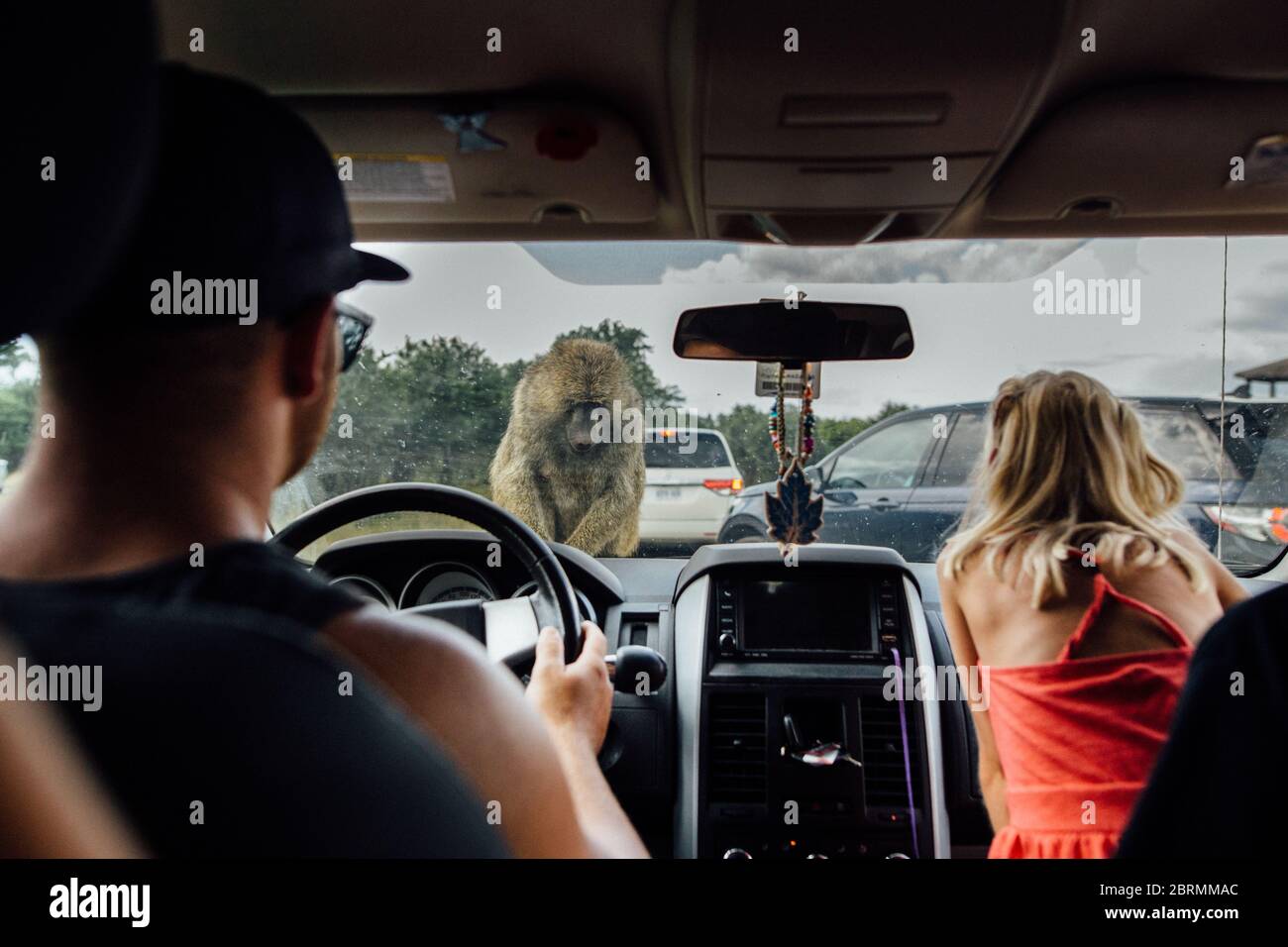 Windsor safari park hi-res stock photography and images - Alamy