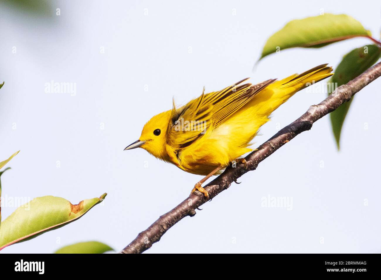 Yellow warbler during spring migration Stock Photo - Alamy