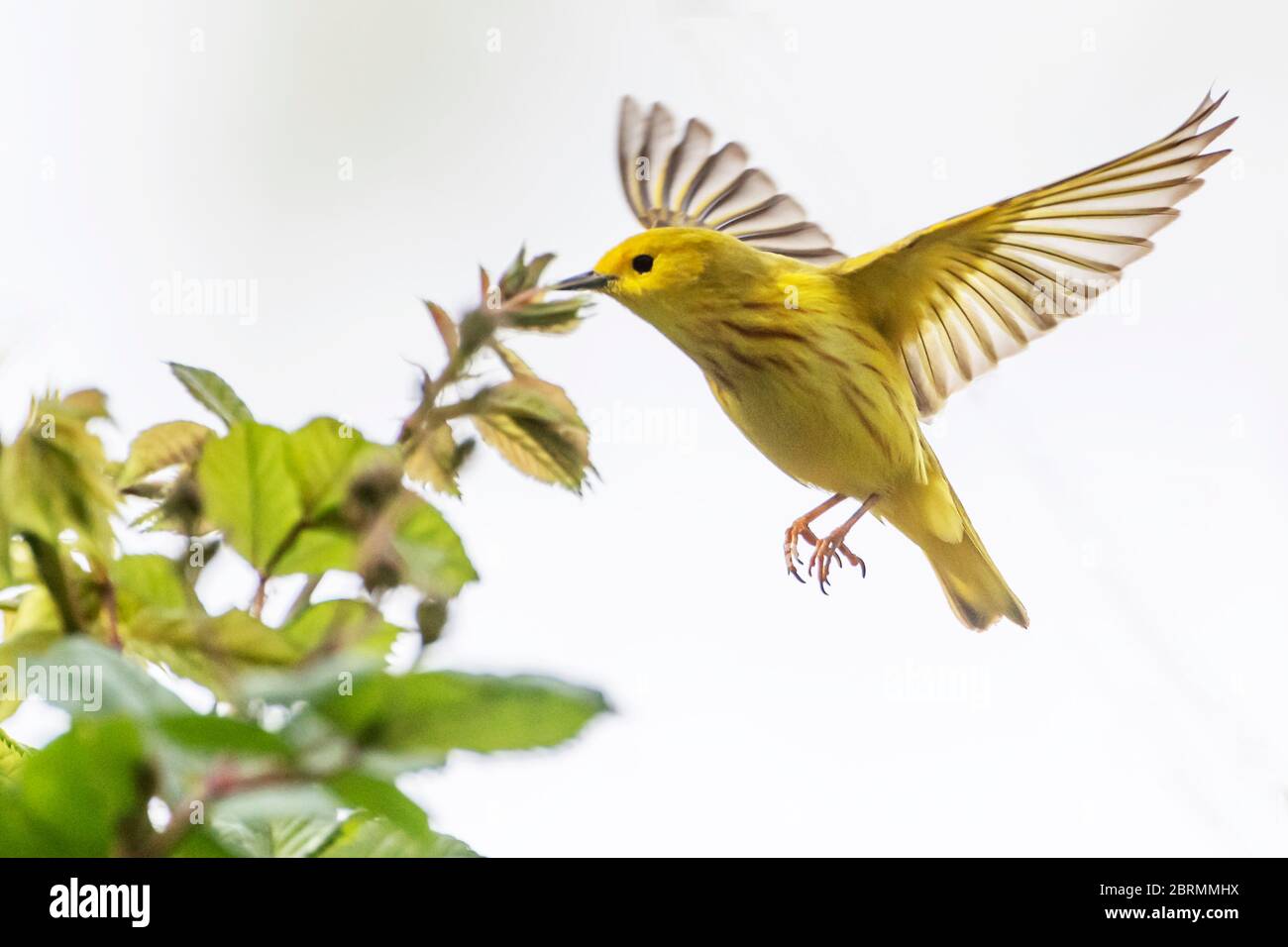 Yellow warbler during spring migration Stock Photo - Alamy