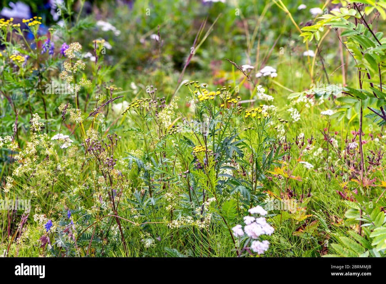 Beautiful wild flowers on summer meadow, close up photo with blurry ...