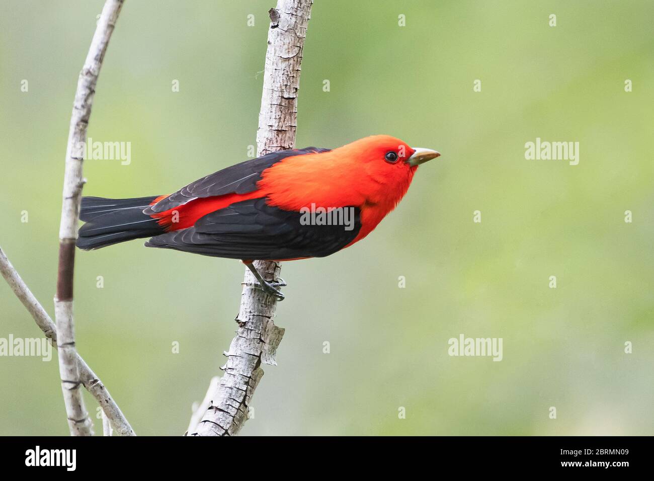 Male scarlet tanager during spring migration Stock Photo - Alamy