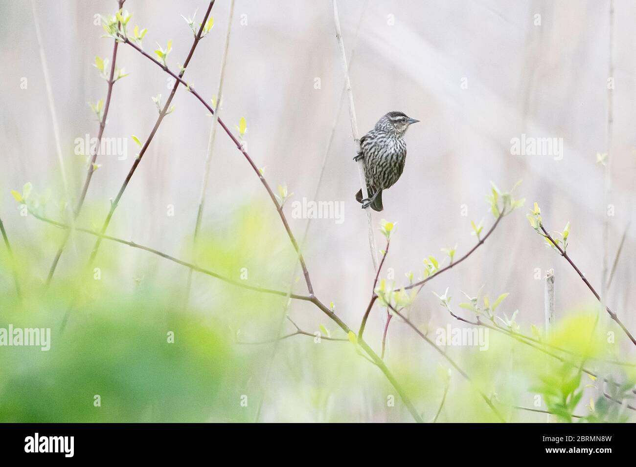 Female catbird hi-res stock photography and images - Alamy