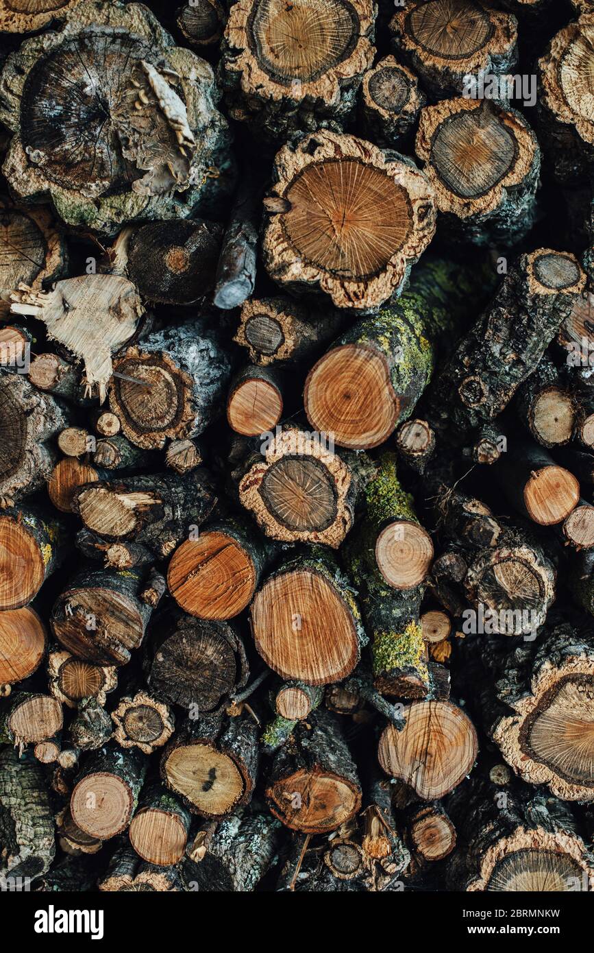 End cut tree tree showing hi-res stock photography and images - Alamy