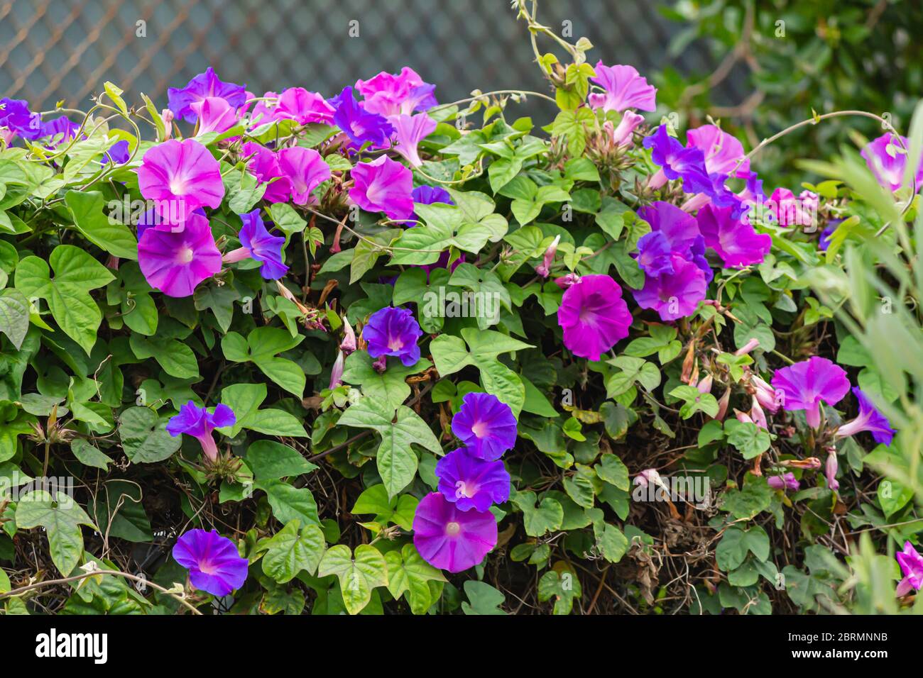 thick healthy growing morning glory in bloom on fence Stock Photo - Alamy