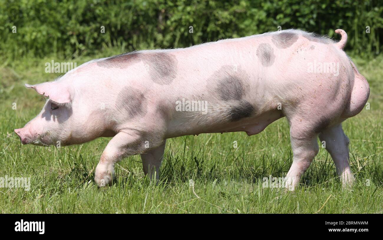 Side view photo of a beautiful young pig outdoors Stock Photo - Alamy