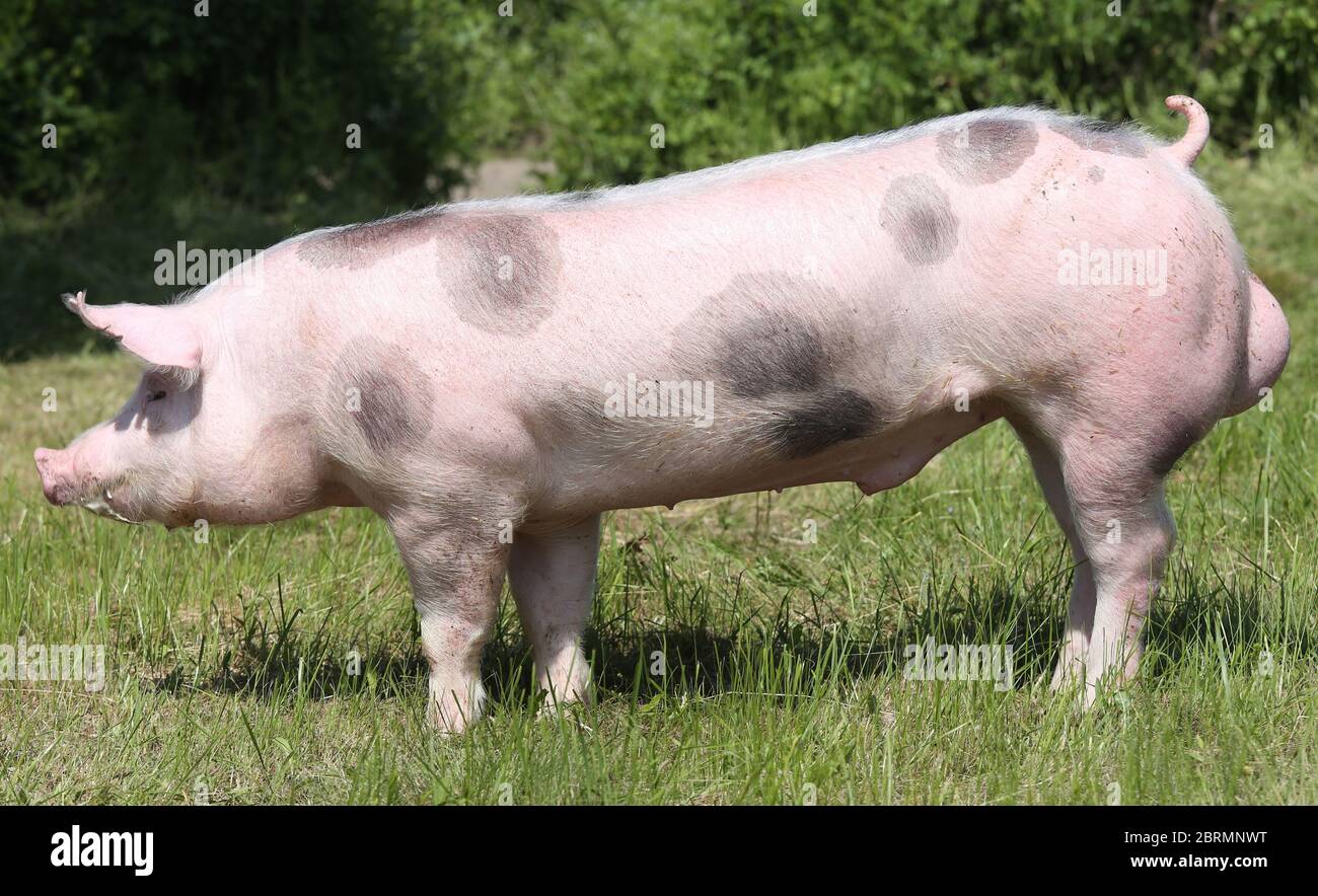 Side view photo of a beautiful young pig outdoors Stock Photo - Alamy