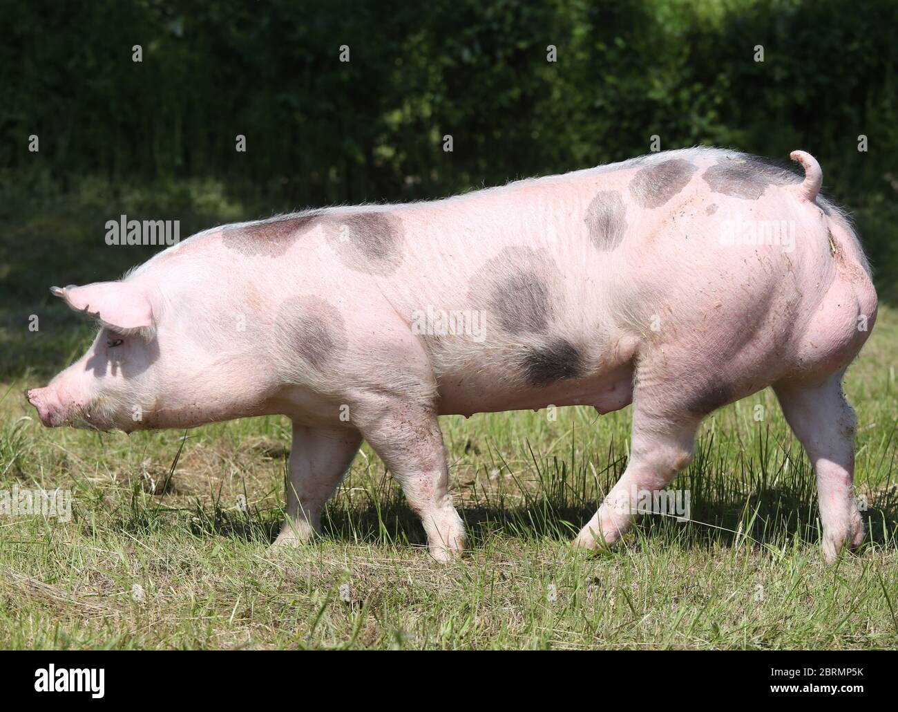 Beautiful pig grazing outdoors on natural green background Stock Photo ...