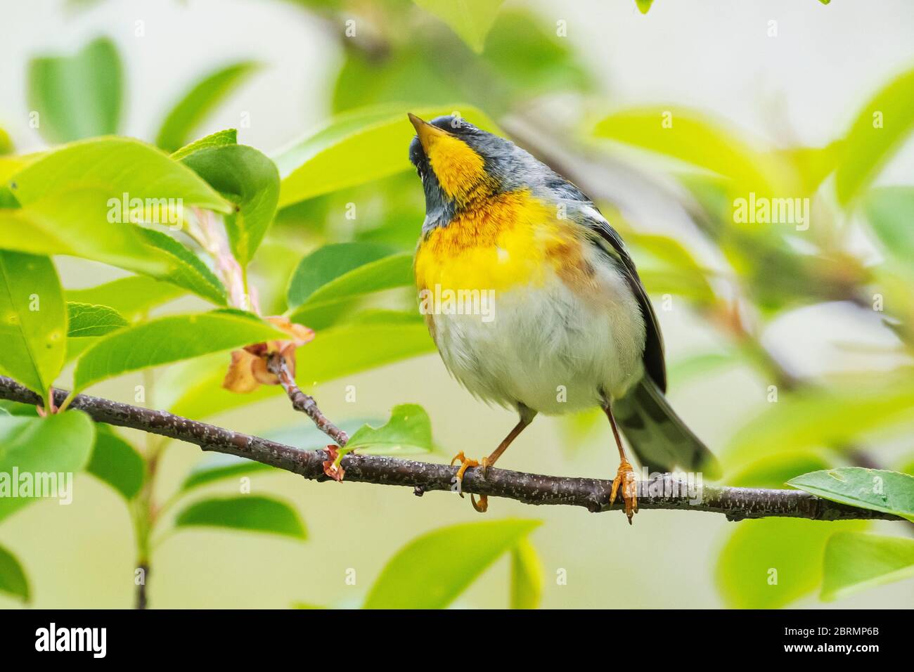 Northern parula warbler during spring migration Stock Photo - Alamy