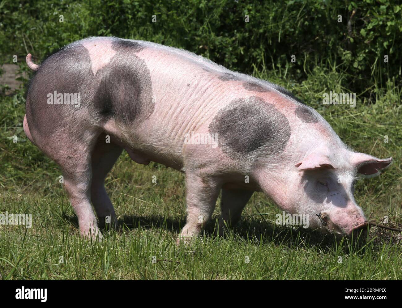 Head portrait of a pig on natural green background outdoors Stock Photo ...