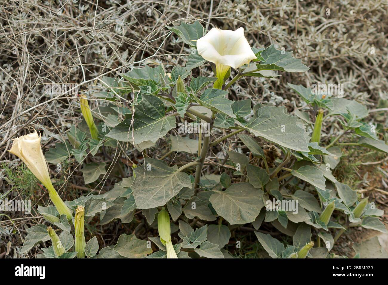 a wild jimson weed plant with blooms and leaves growing in a field ...