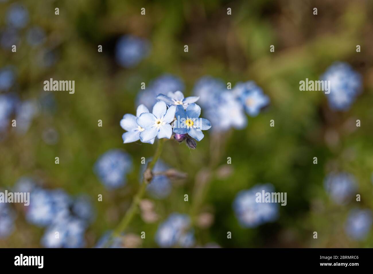 Myosotis sylvatica the wood forget-me-not Stock Photo - Alamy