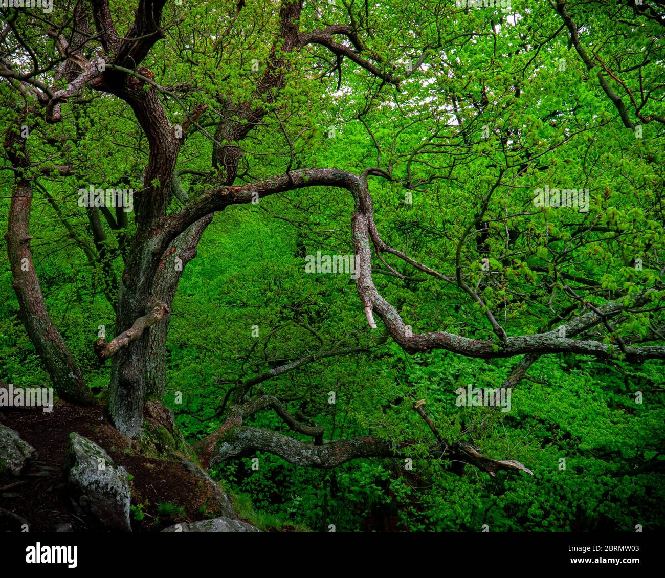 Wide spreading tree hi-res stock photography and images - Alamy
