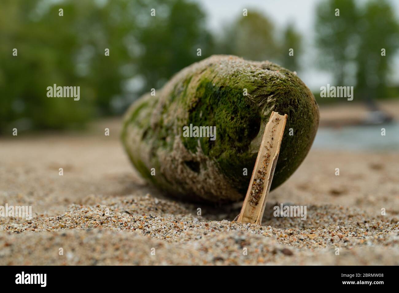 Old swollen log hi-res stock photography and images - Alamy
