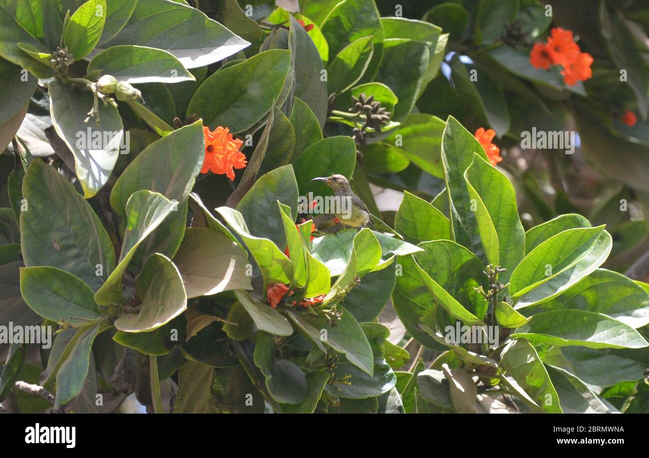Sunbird (Cinnyris sp.) feeding from a flower in a urban garden of Dakar ...