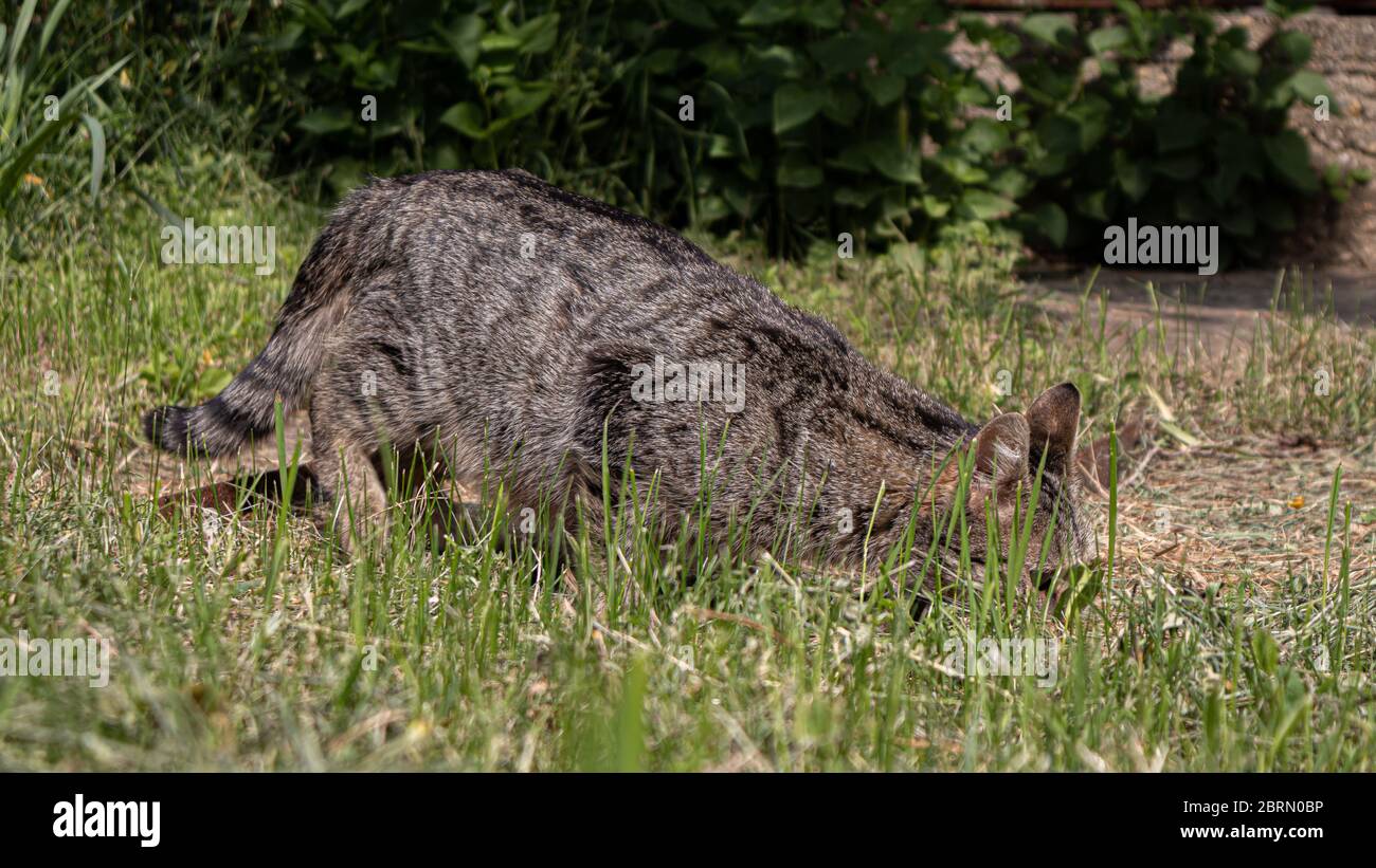 Cat searching hi-res stock photography and images - Alamy
