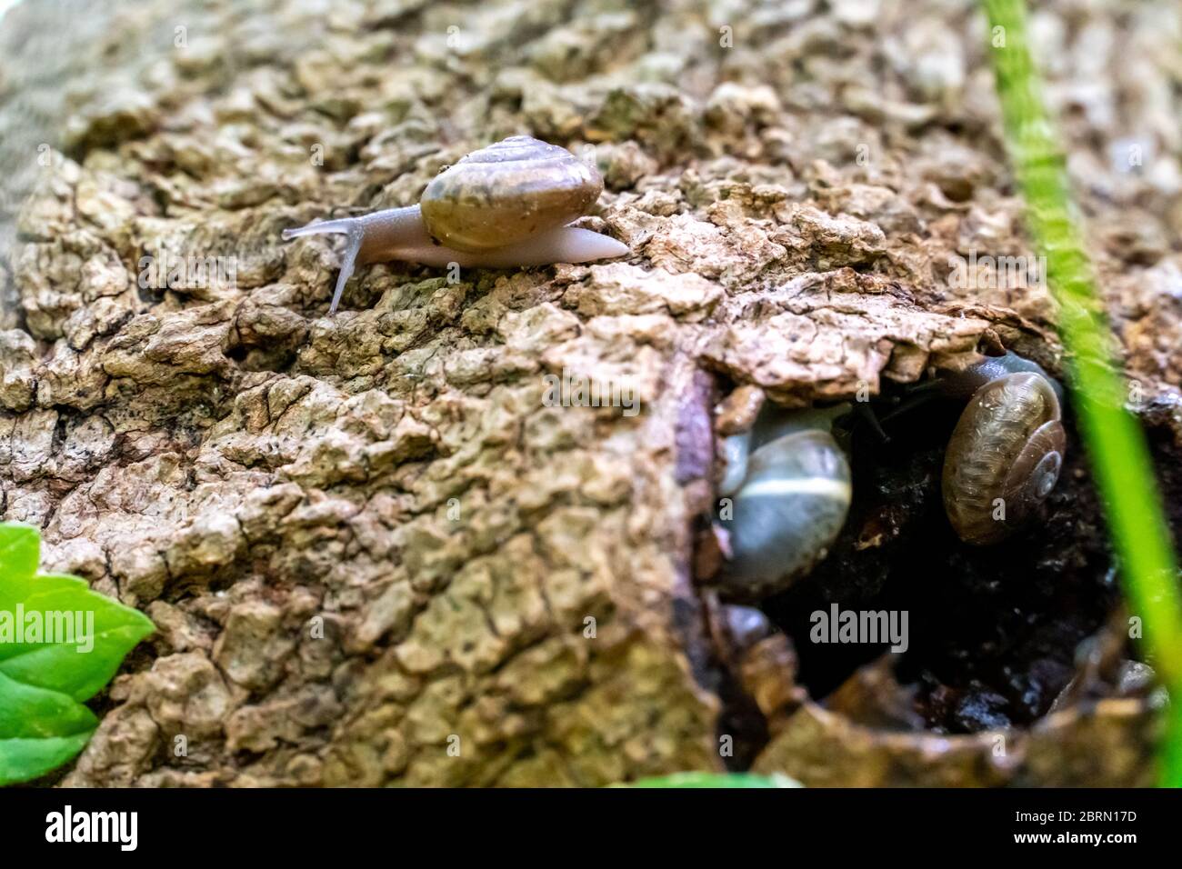 Hibernation snails hi-res stock photography and images - Alamy