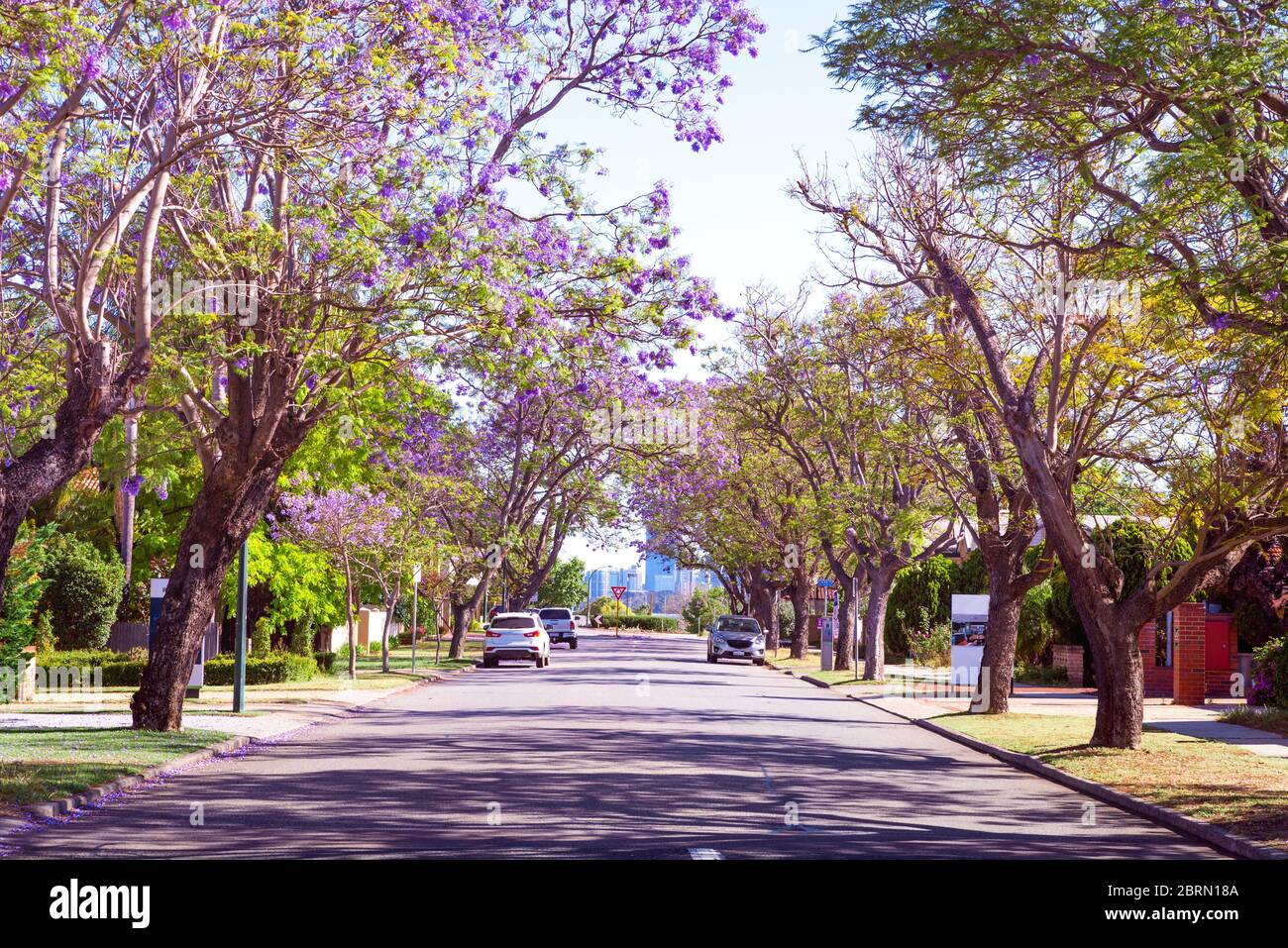 Street in Perth lined with Jacaranda tree blooming with purple flowers ...