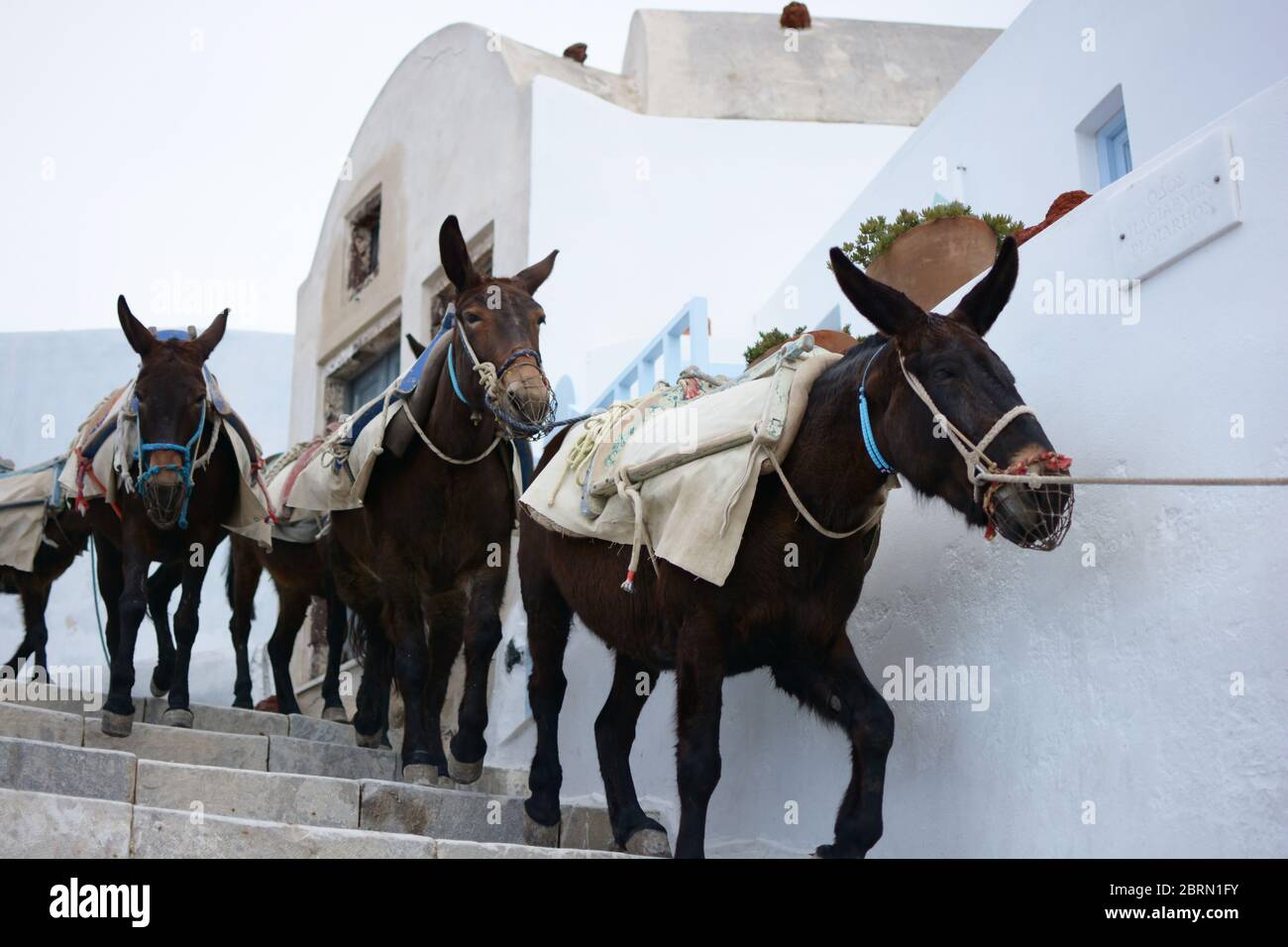 Donkey carrying goods hi-res stock photography and images - Alamy