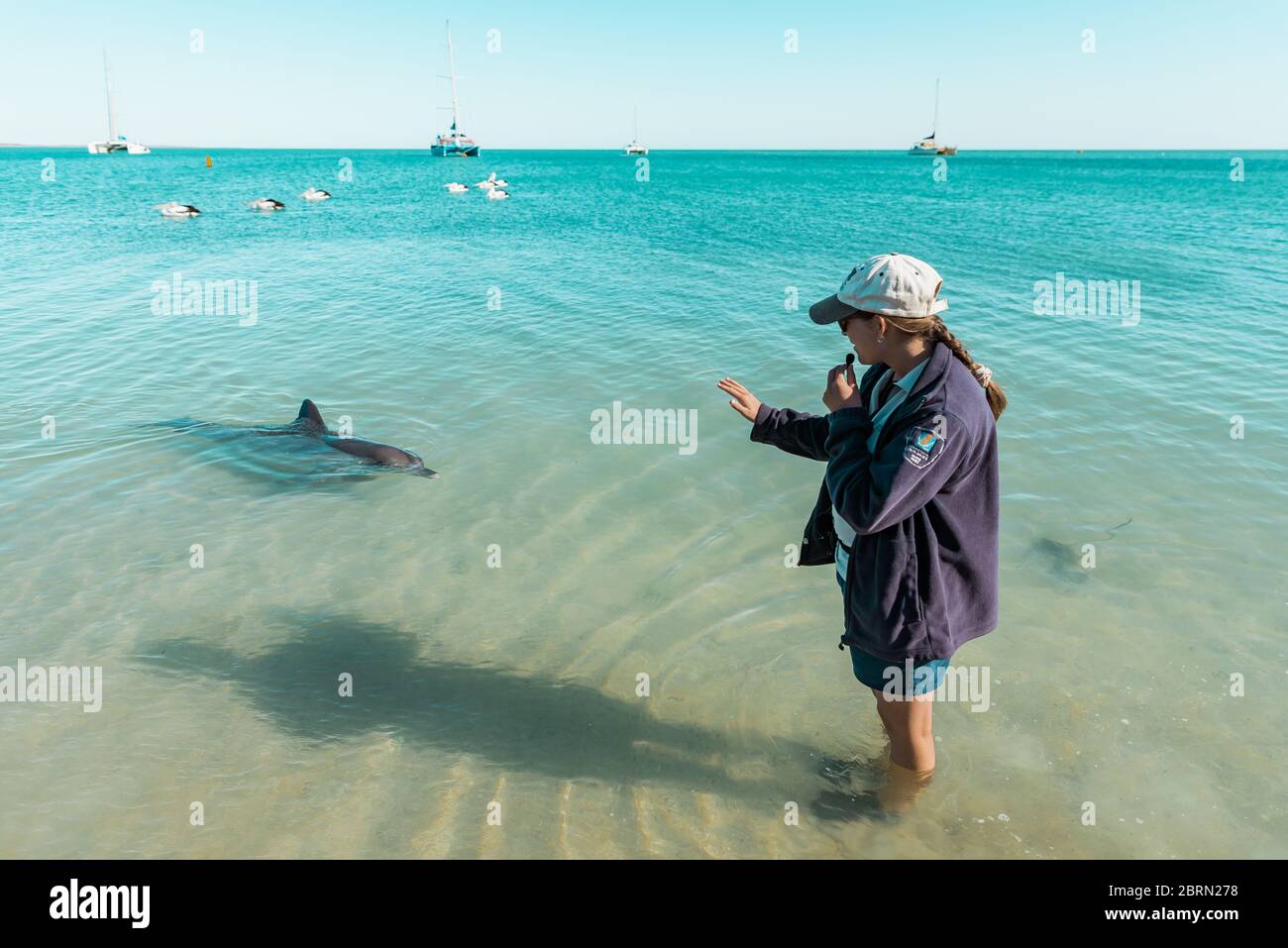 Monkey Mia, Nov 2019: Marine biologist and bottlenose dolphins at the ...