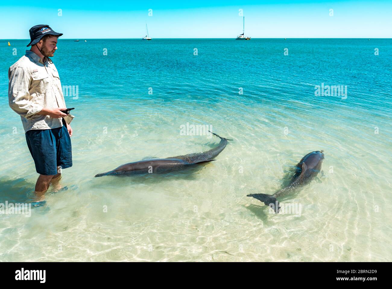 Monkey Mia, Nov 2019: Marine biologist and two bottlenose dolphins at ...