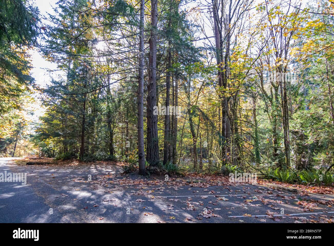 Green trees surrounding asphalt hi-res stock photography and images - Alamy
