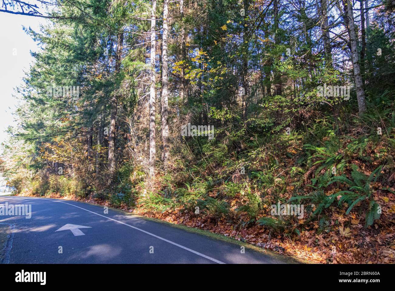 Green trees surrounding asphalt hi-res stock photography and images - Alamy