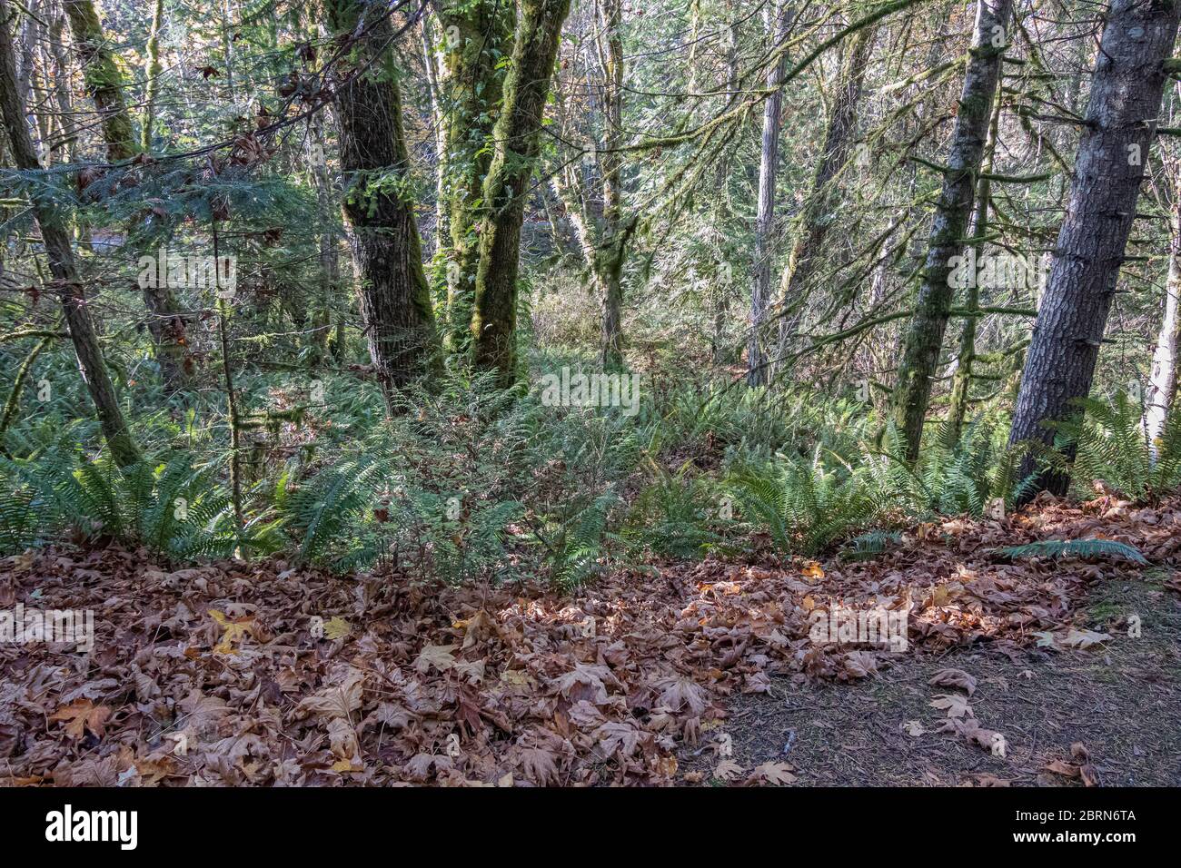 Green trees surrounding asphalt hi-res stock photography and images - Alamy