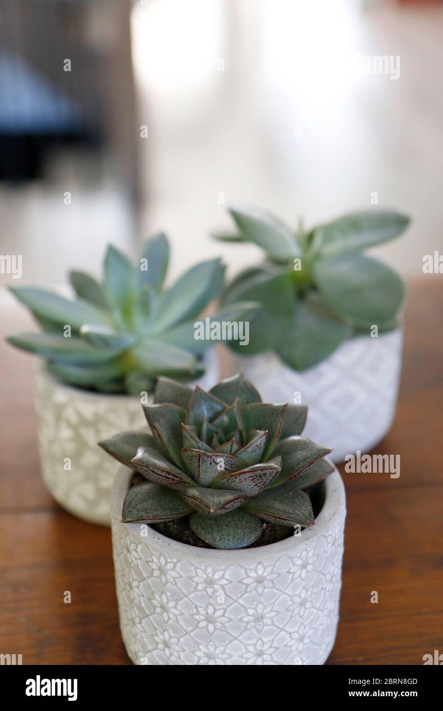 Three small potted succulents Stock Photo - Alamy