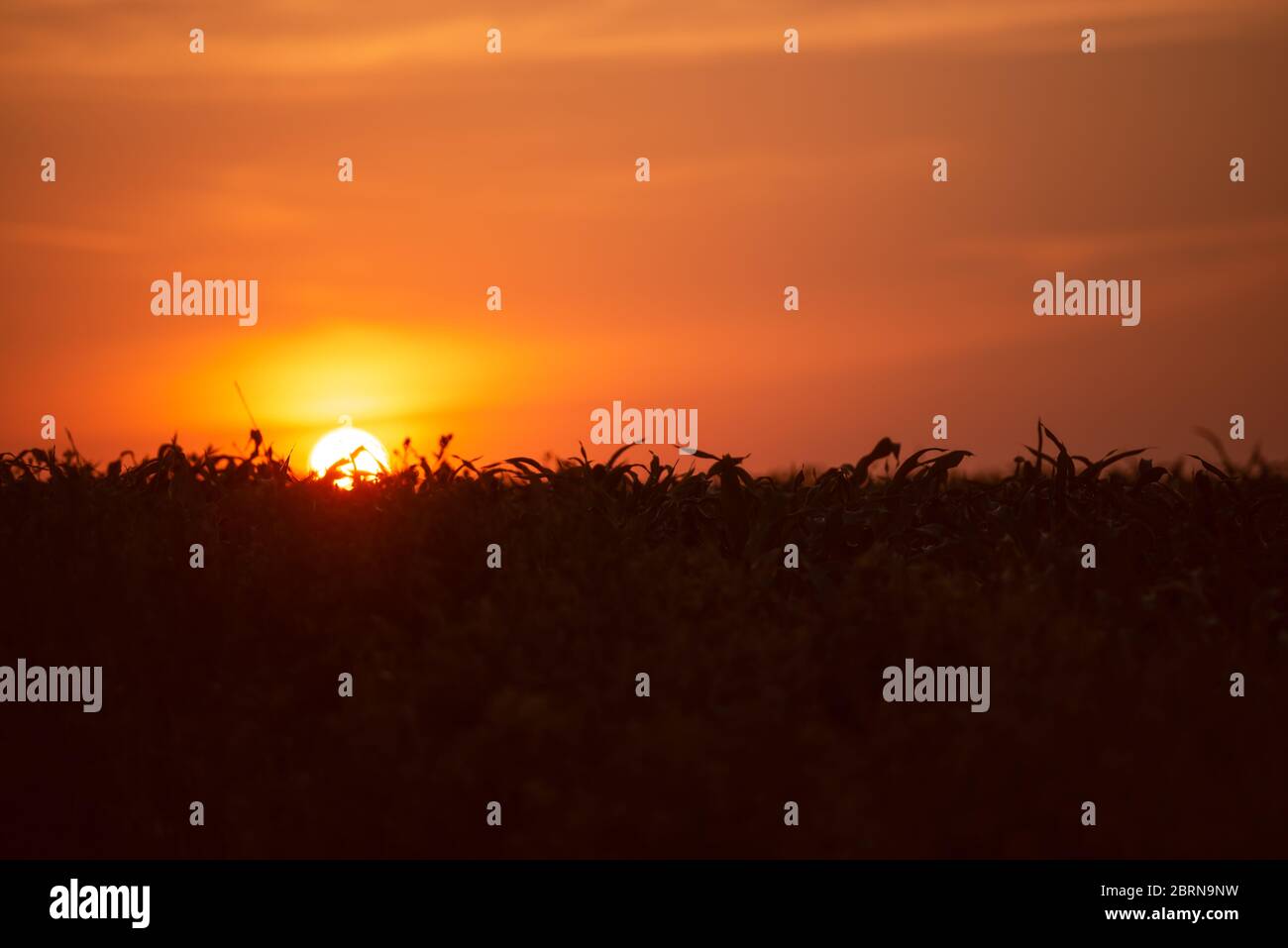 Sunrise in the summer over a corn field hi-res stock photography and ...