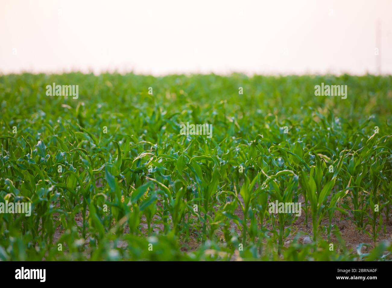Sunrise over a cornfield. Young corn in June. The first rays of the sun ...