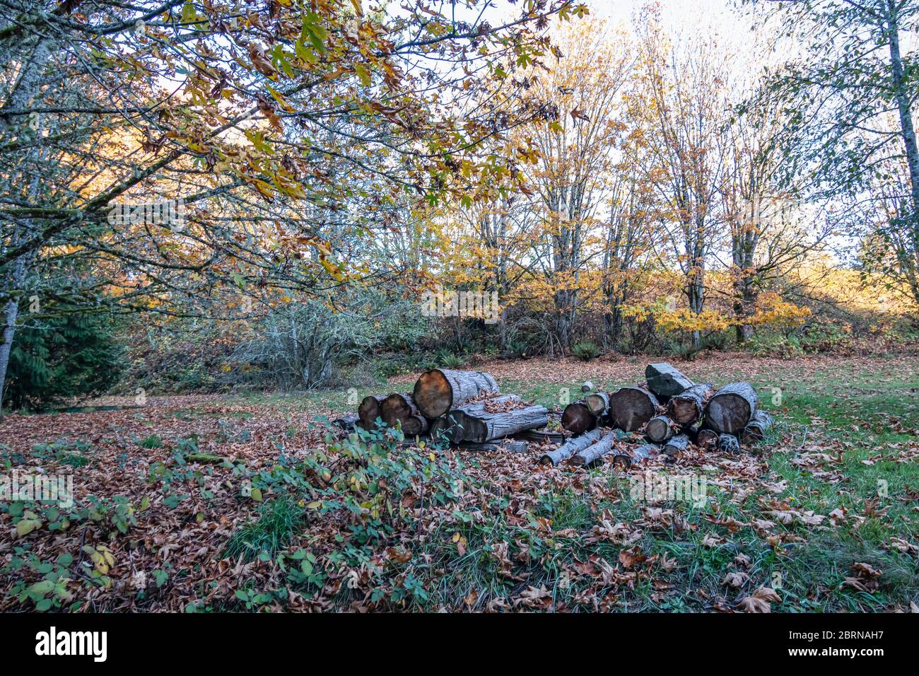 pile of felled tree trunks and wood on lawn in fall Stock Photo - Alamy