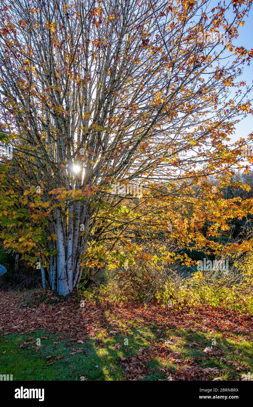 maple trees growing along the edge of forest line in washington state ...