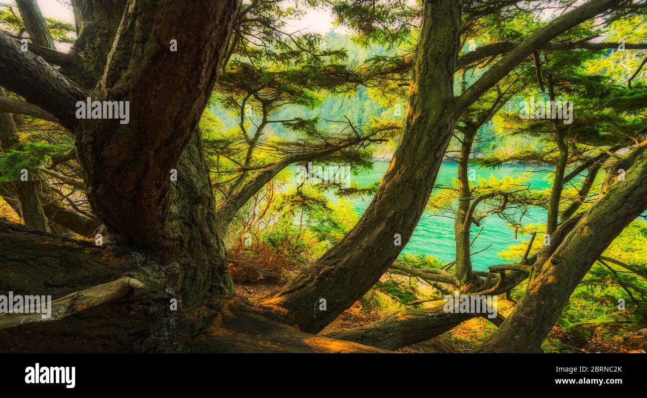 Beautiful big trees in hi-res stock photography and images - Alamy