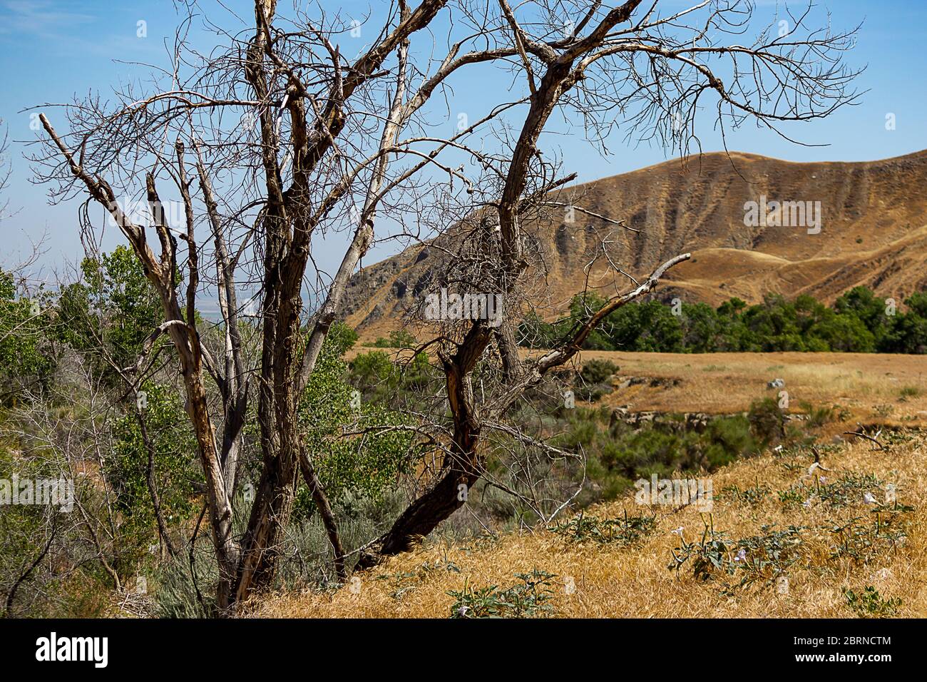 fire damaged tree in scrub desert landscape vista in sunshine Stock ...