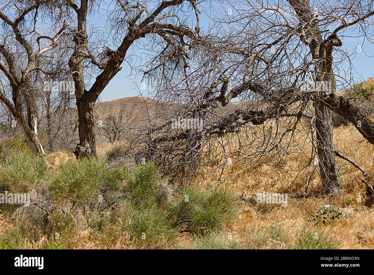 fire damaged tree in scrub desert landscape vista in sunshine Stock ...